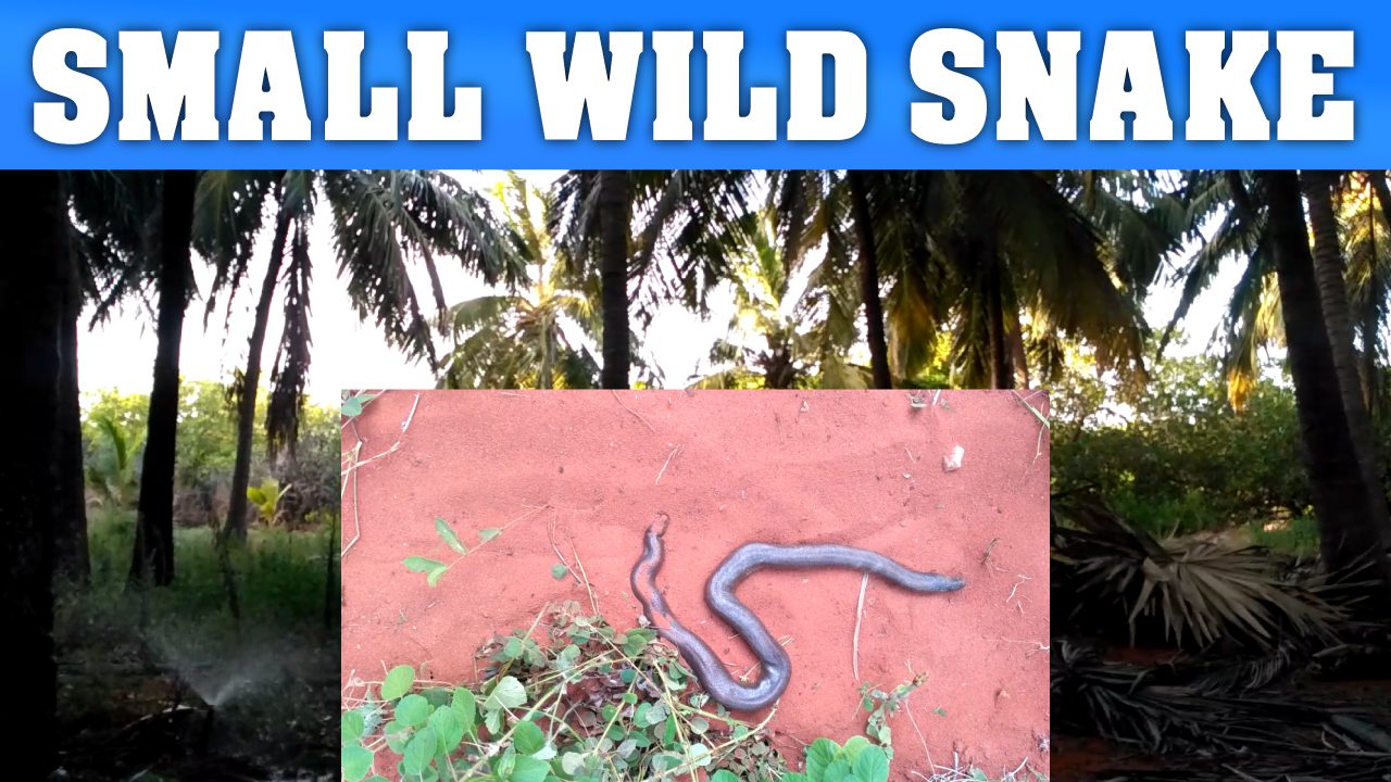Small Wild Snake | Wild Peacock | Small Wild lizards in Coconut Farm ...