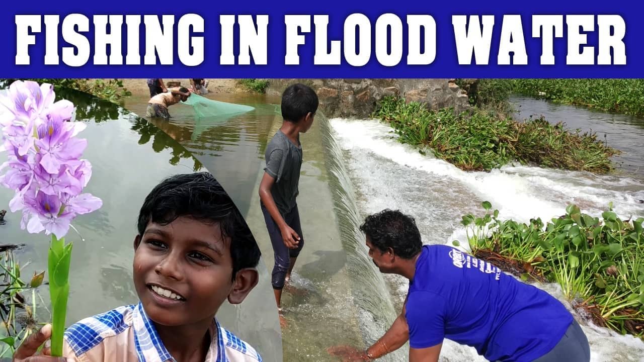 Fishing in Flood water | Fishing in River Water | Fish Hunting | Net ...