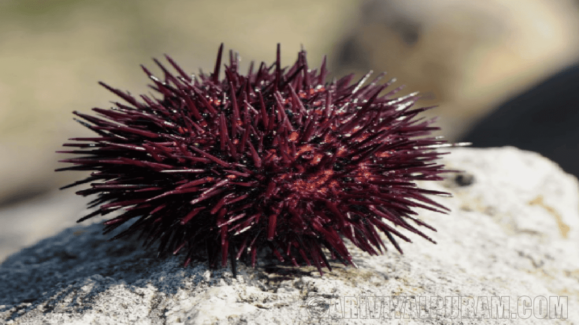 கடல் அர்ச்சின் எலும்புக்கூடுகளின் The shapes of sea urchin skeletons ...